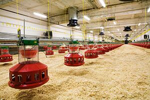 MFEG Poultry Eggs Layers and Broilers Hatchery - Point of Lay